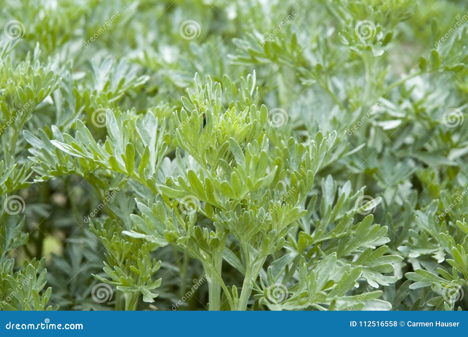 Folha Verde De Uma Planta Do Absinto Foto de Stock - Imagem de folhas ...