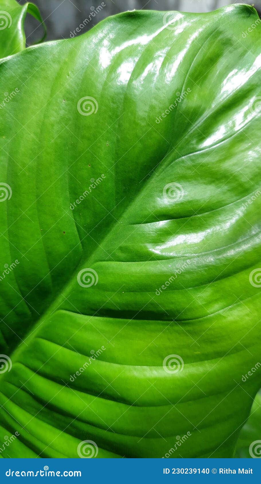 Folha Verde Na Cor Do Jardim Foto de Stock - Imagem de alimento, pétala ...