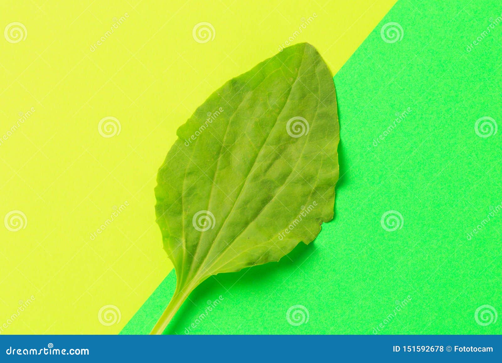 Folha Verde No Fundo Da Cor Foto de Stock - Imagem de folha, folhagem ...