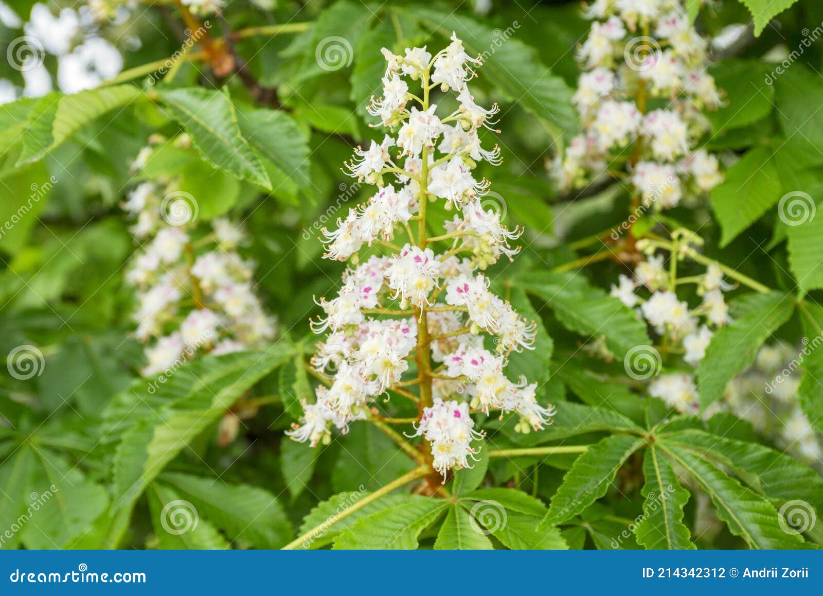 Folhagem E Flores De Castanha. Castanheiro Florescente. Flores De ...