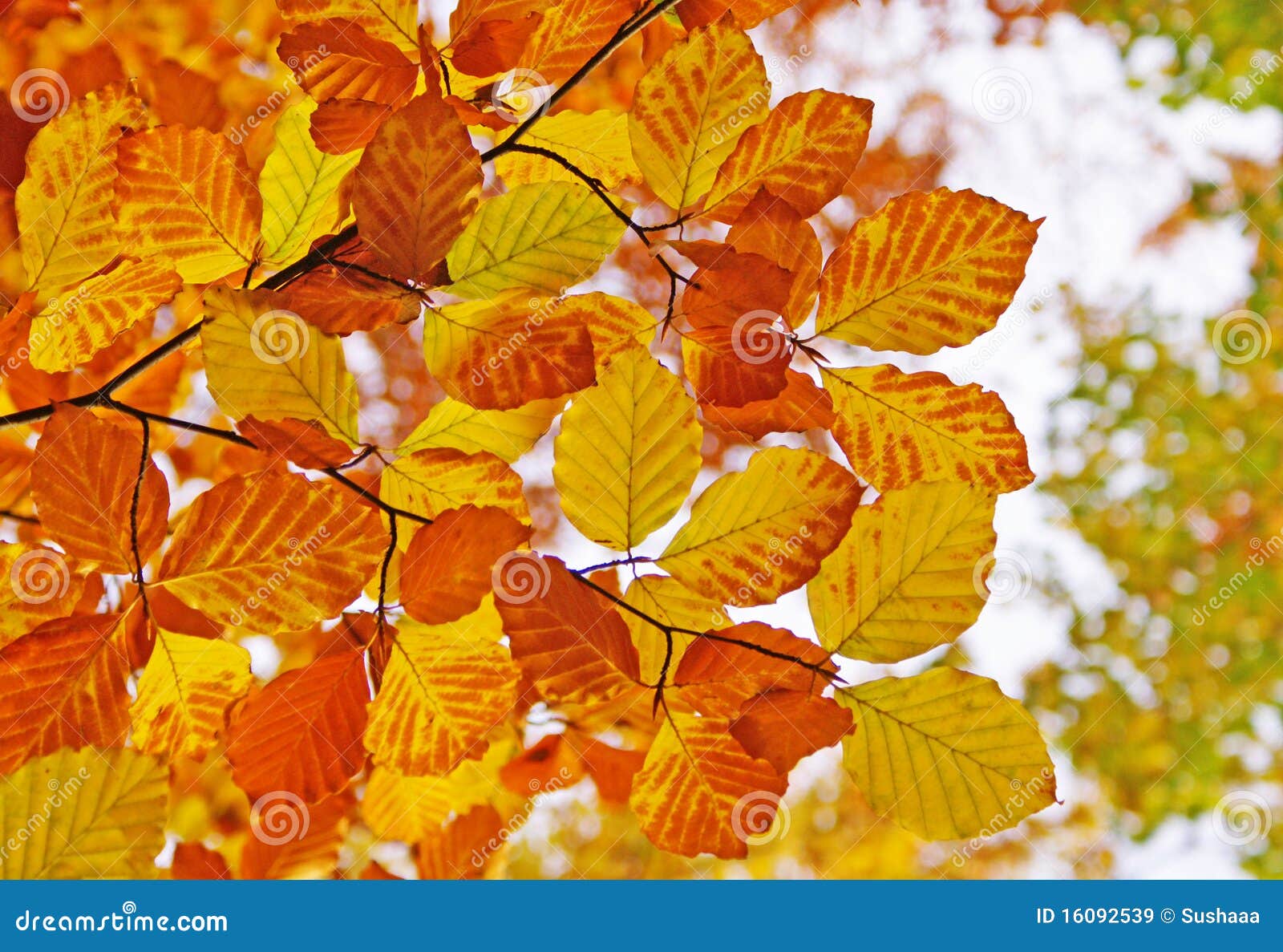 Folhas coloridas imagem de stock. Imagem de folha, alaranjado - 16092539