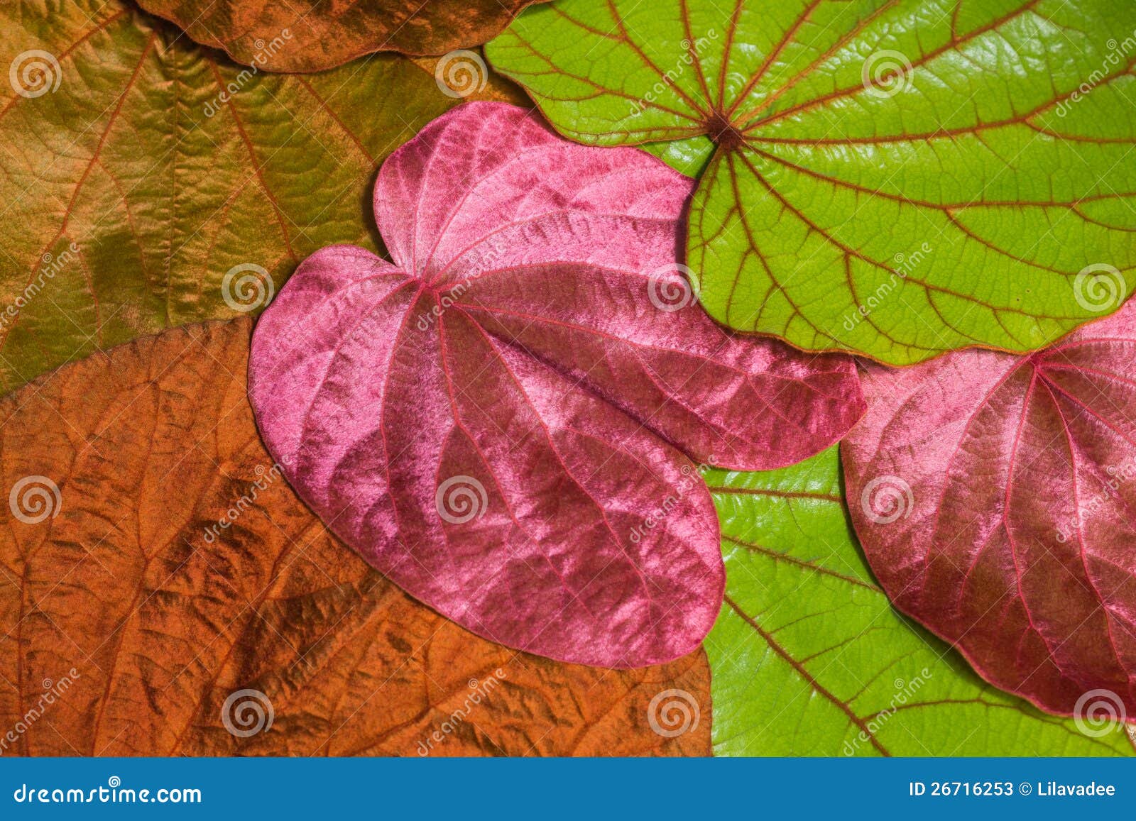 Folhas coloridas imagem de stock. Imagem de orgânico - 26716253