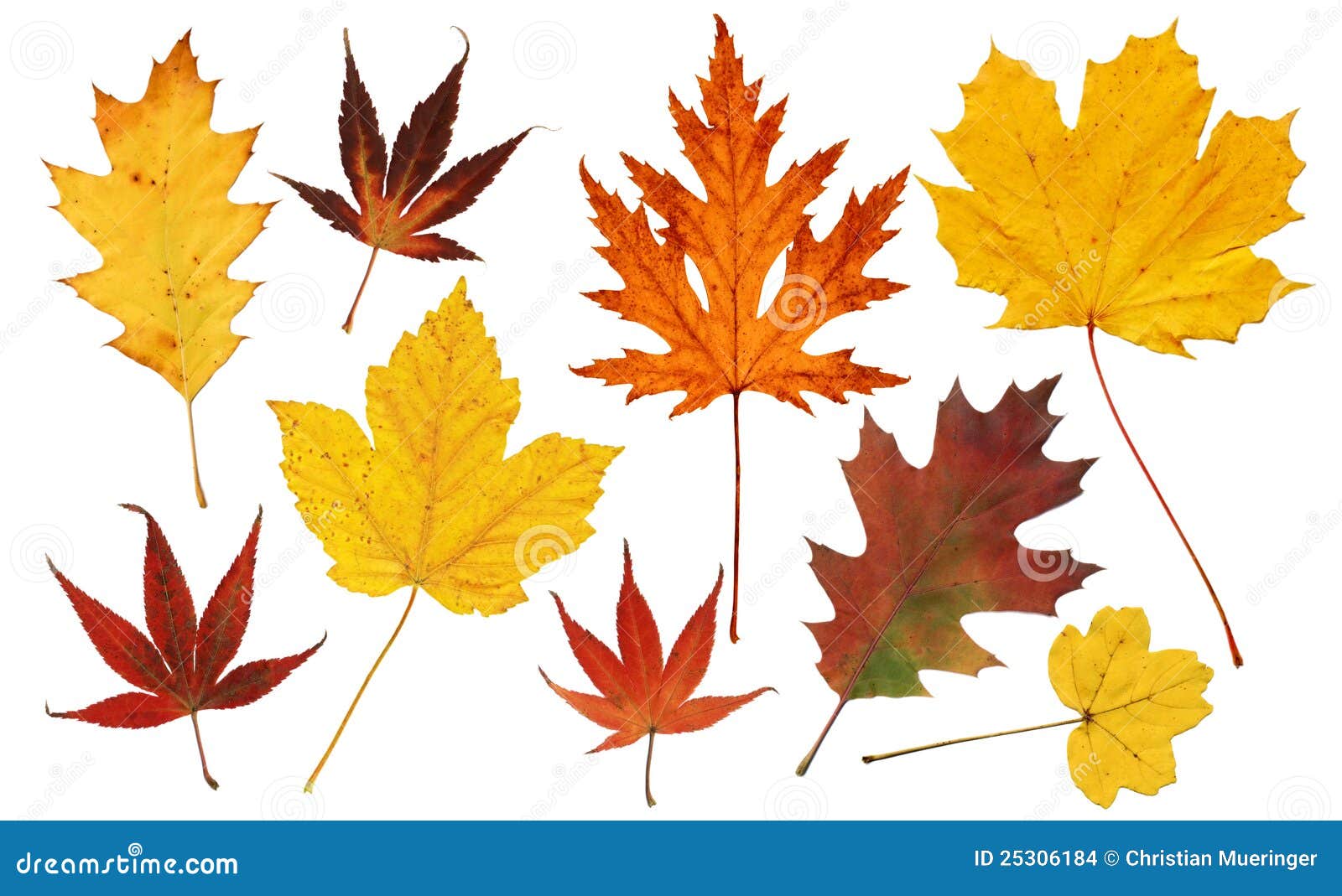 Folhas coloridas da árvore foto de stock. Imagem de colagem - 25306184