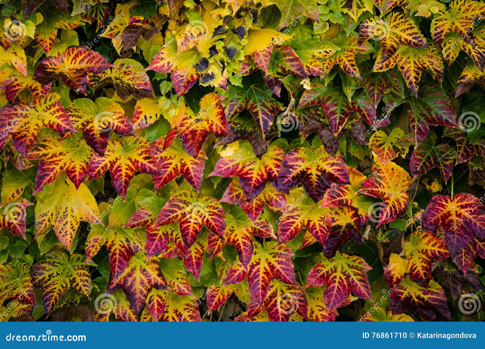 Folhas coloridas da hera foto de stock. Imagem de folha - 76861710