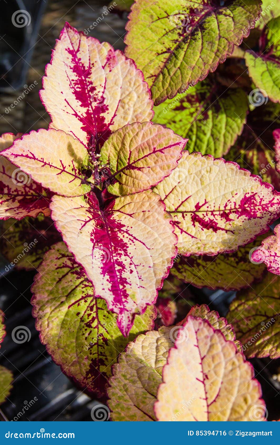 Folhas Coloridas Em Plantas Do Coleus Foto de Stock - Imagem de ...