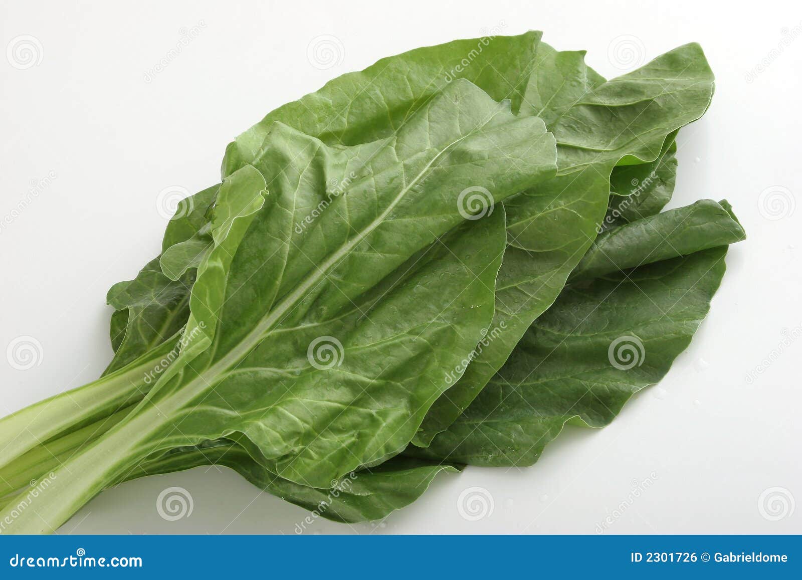 Folhas da acelga foto de stock. Imagem de baixo, agricultura - 2301726