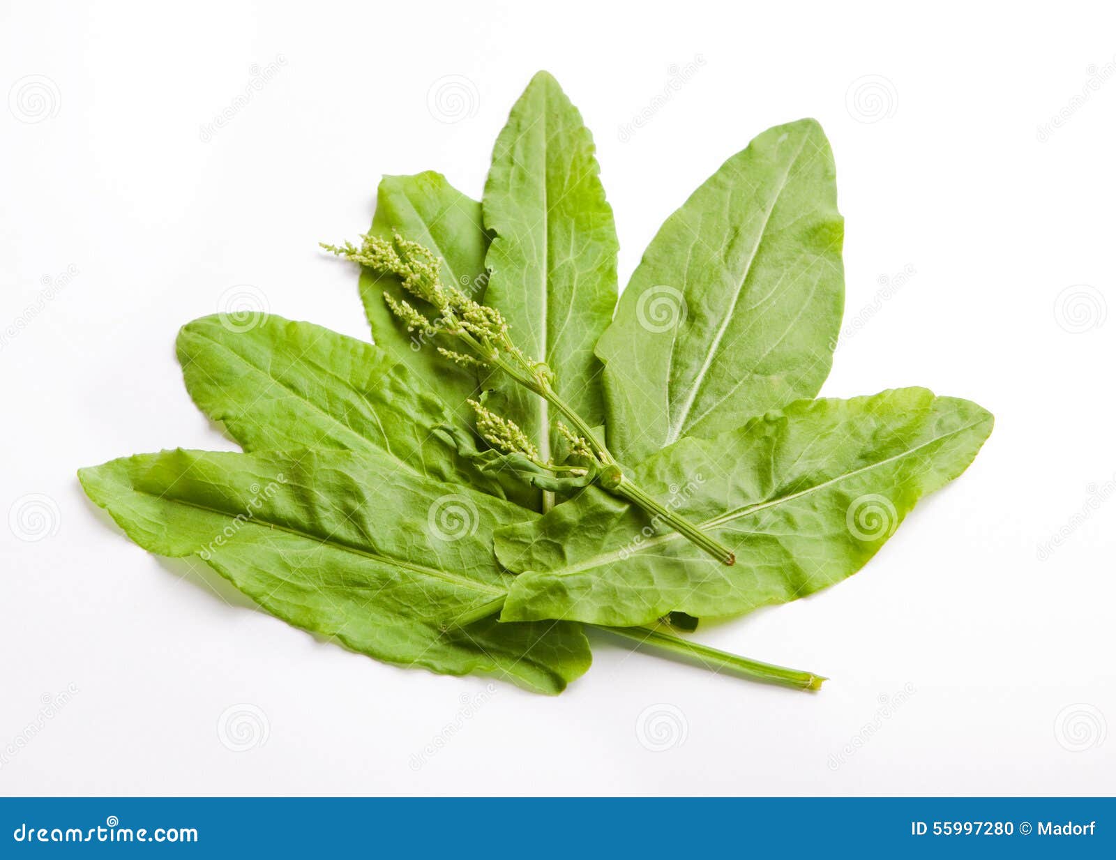 Folhas Da Azeda Com a Flor No Fundo Branco Foto de Stock - Imagem de ...