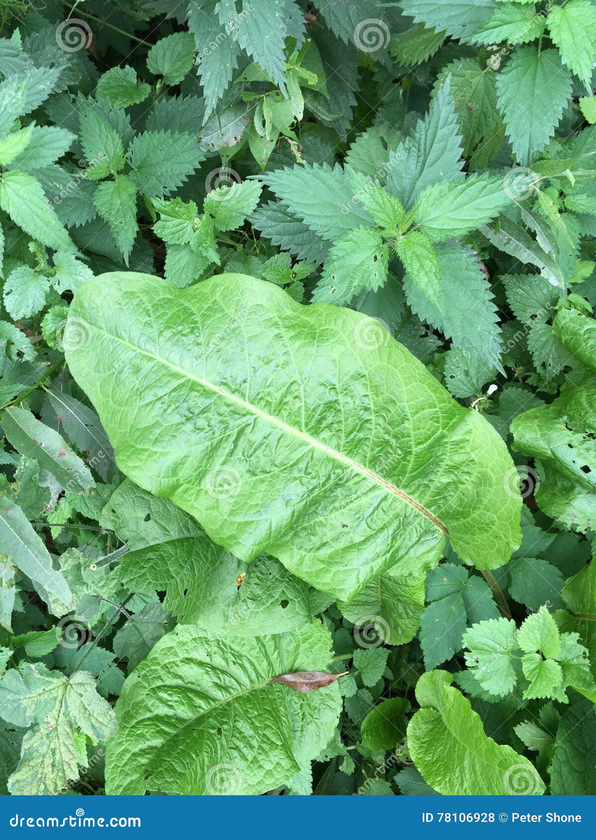Folhas Da Doca E Provocações Pungentes De Lado a Lado Foto de Stock ...