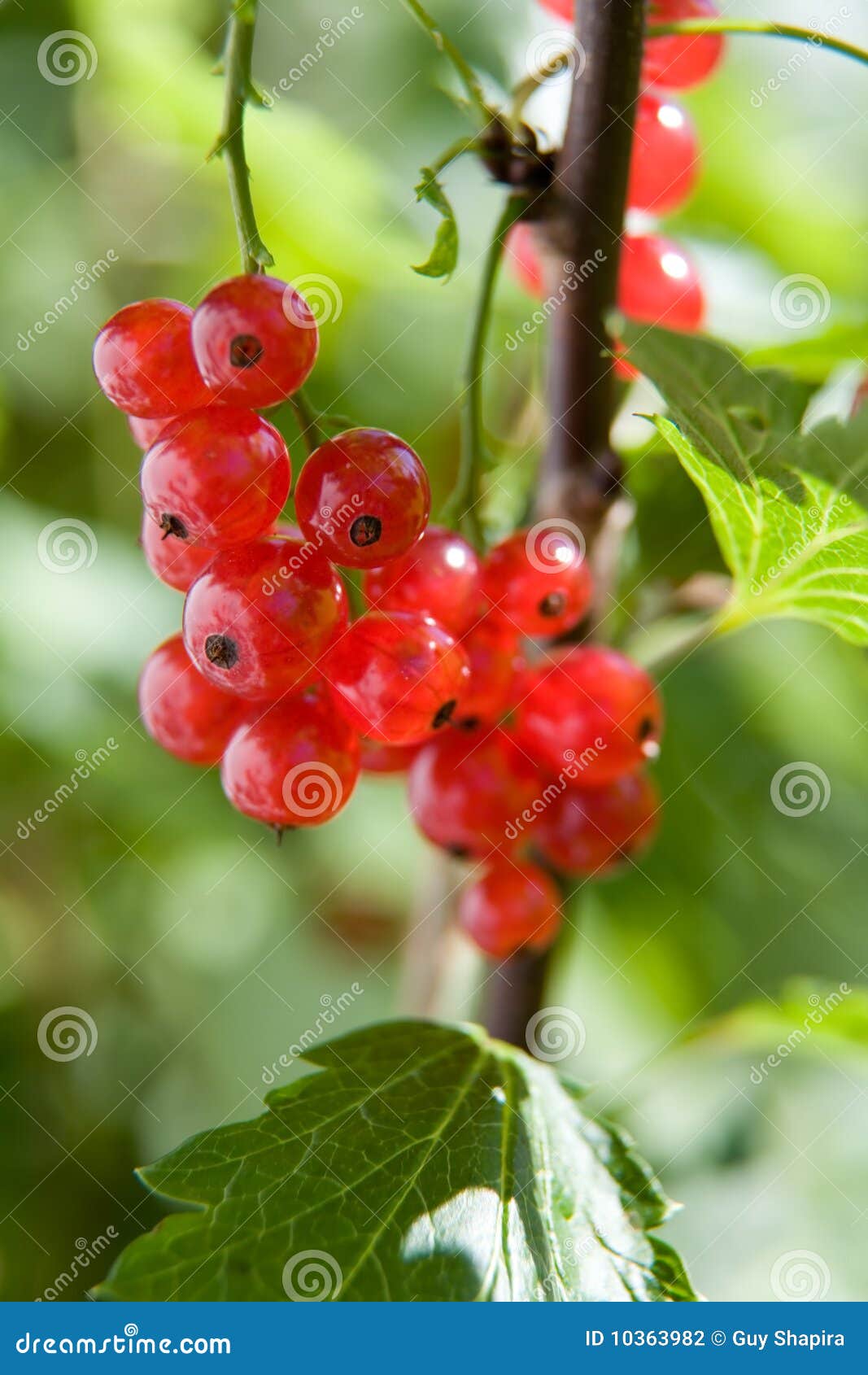Folhas Da Fruta E Do Verde Da Passa De Corinto Vermelha Foto de Stock ...