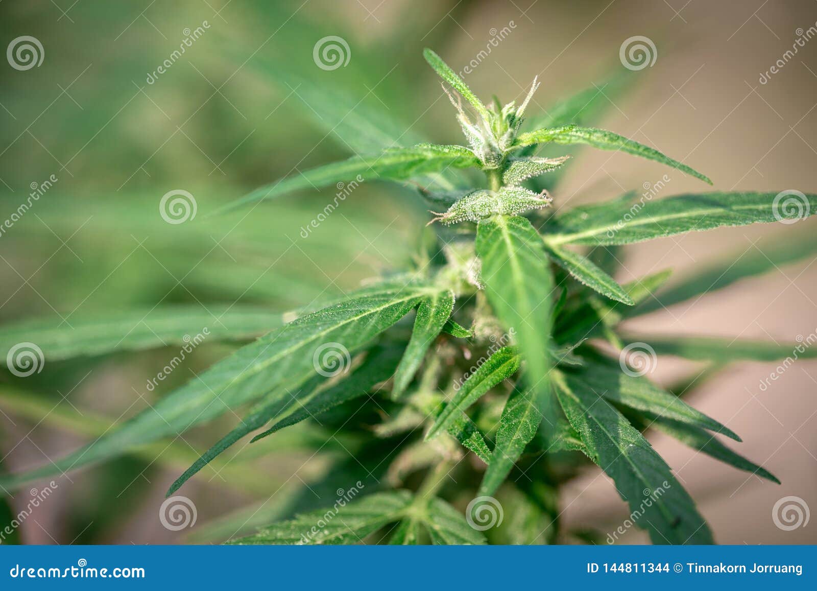 Folhas Da Marijuana, Cannabis Em Um Fundo Escuro, Fundo Bonito, Cultivo ... Folhas Da Marijuana, Cannabis Em Um Fundo Escuro, Fundo Bonito, Cultivo ...