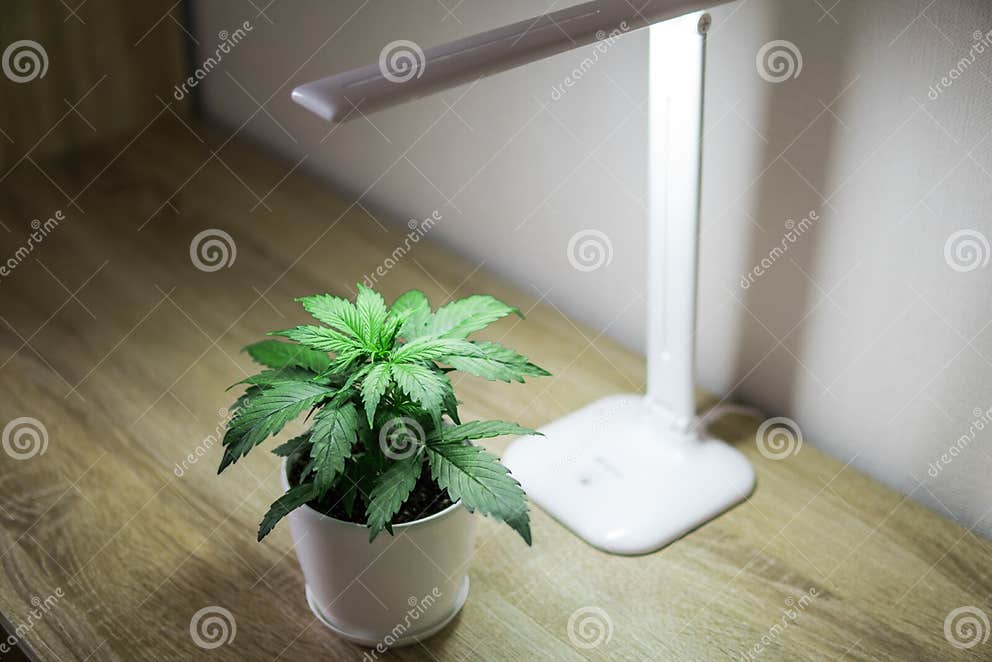 Folhas Da Marijuana Marijuana Crescente Em Casa Interna Conceito ... Folhas Da Marijuana Marijuana Crescente Em Casa Interna Conceito ...