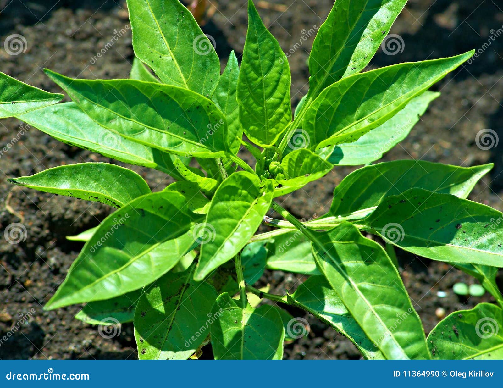 Folhas da pimenta verde foto de stock. Imagem de planta - 11364990
