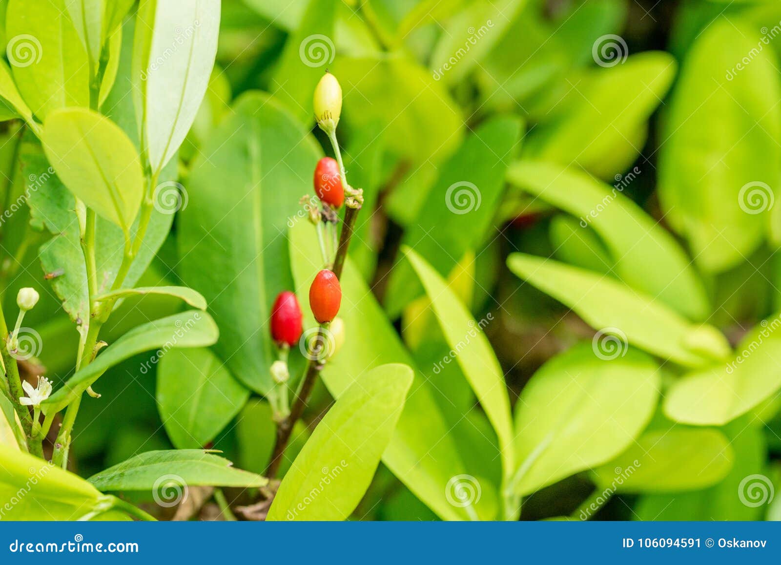 Folhas da planta da coca imagem de stock. Imagem de boliviano - 106094591