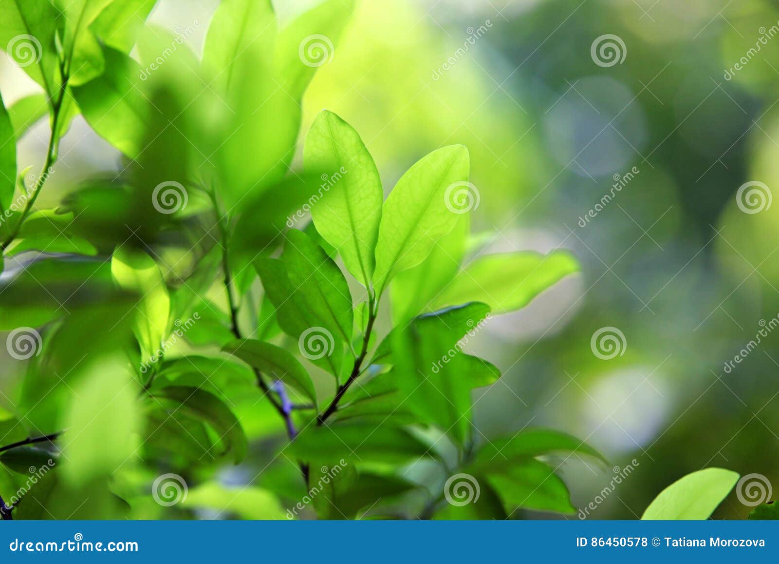 Folhas da planta da coca foto de stock. Imagem de planta - 86450578