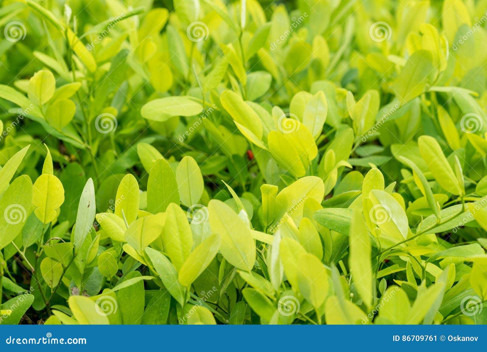 Folhas da planta da coca imagem de stock. Imagem de elevado - 86709761