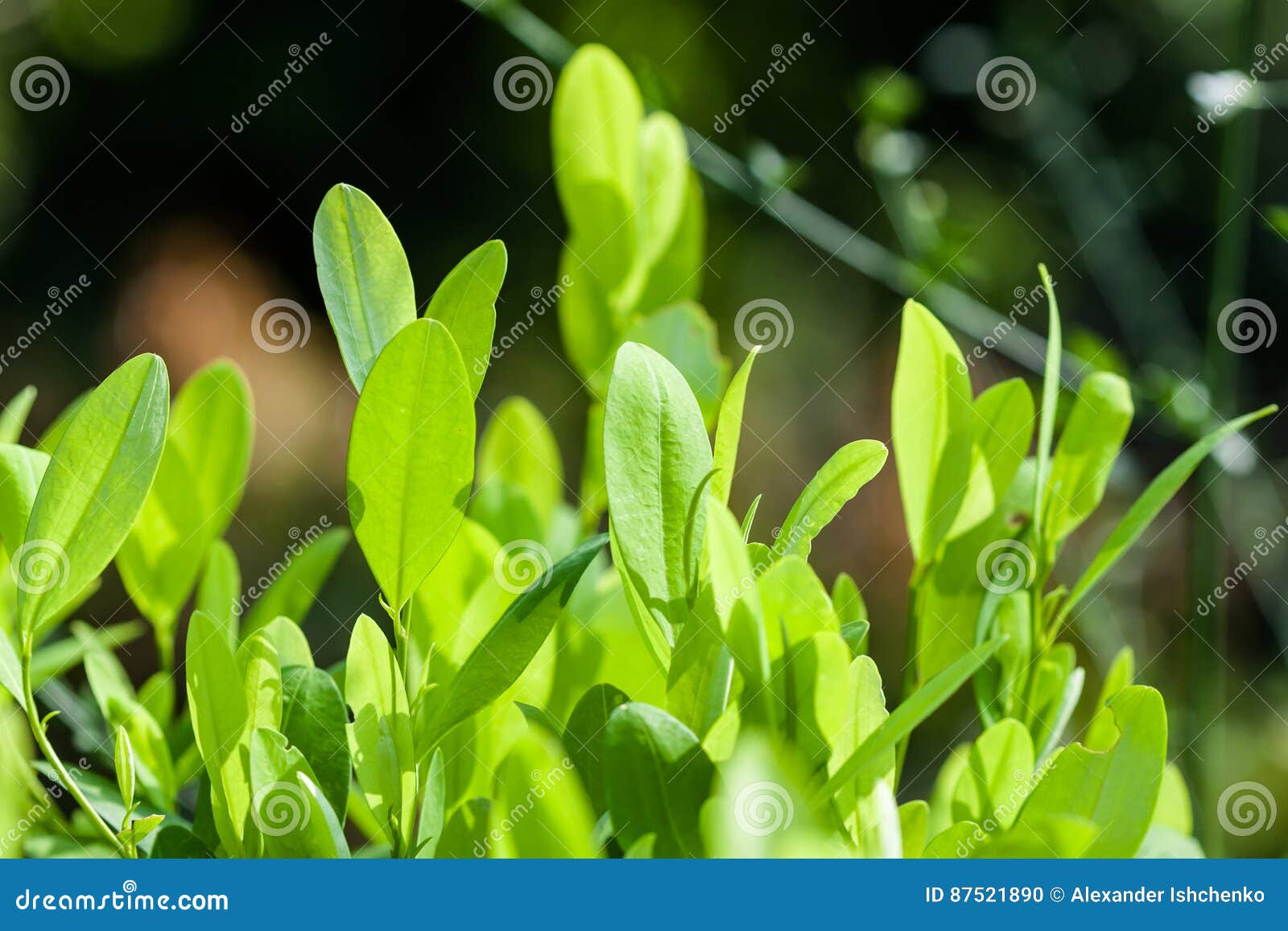 Folhas da planta da coca foto de stock. Imagem de peru - 87521890