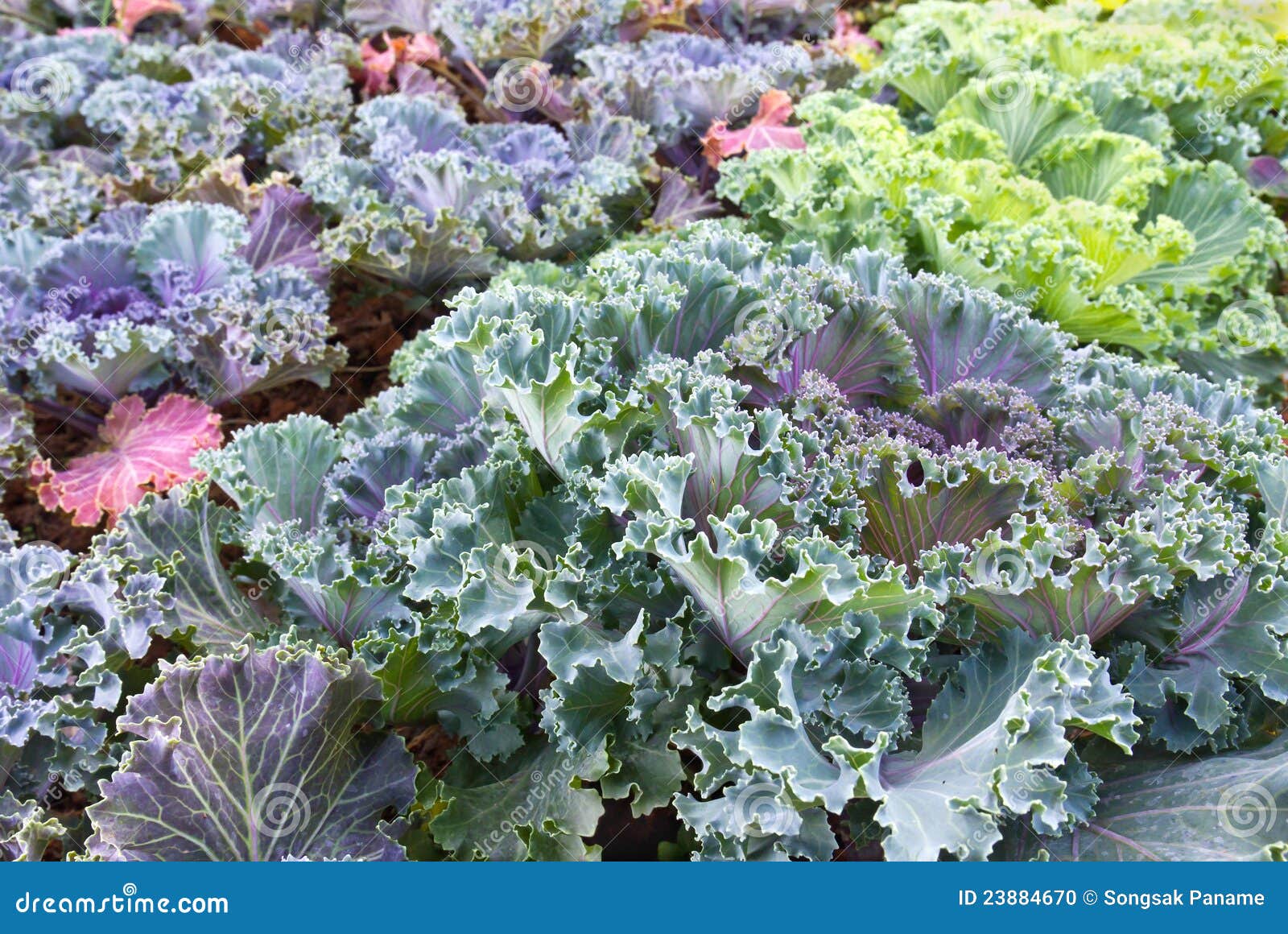 Folhas Da Planta Do Repolho Foto de Stock - Imagem de folhagem, cultivo ...