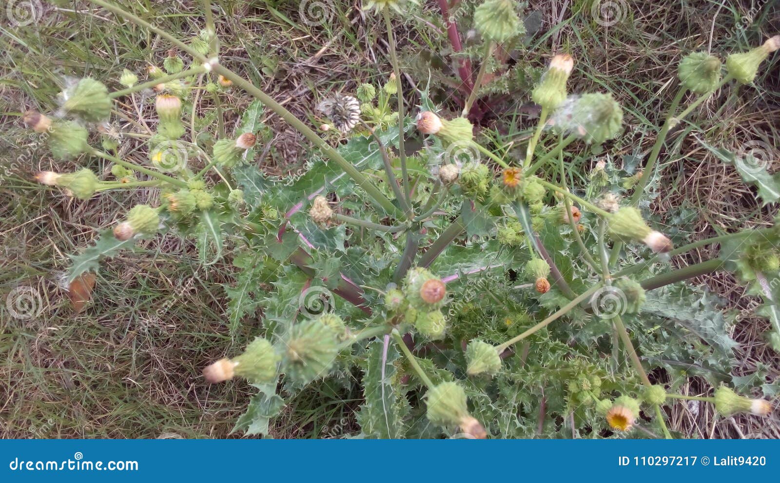 Folhas Da Planta Da Flor Do Asper Do Sonchus Imagem de Stock - Imagem ...