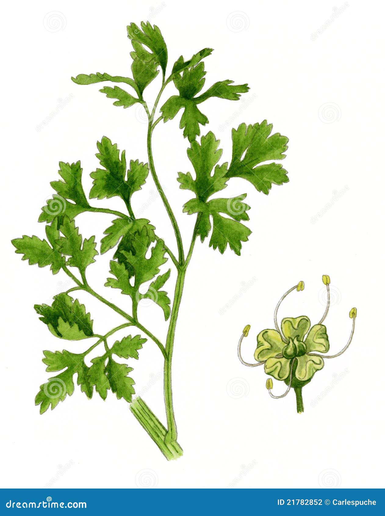 Folhas Da Salsa E Flor (crispum Do Petroselinum) Ilustração Stock ...
