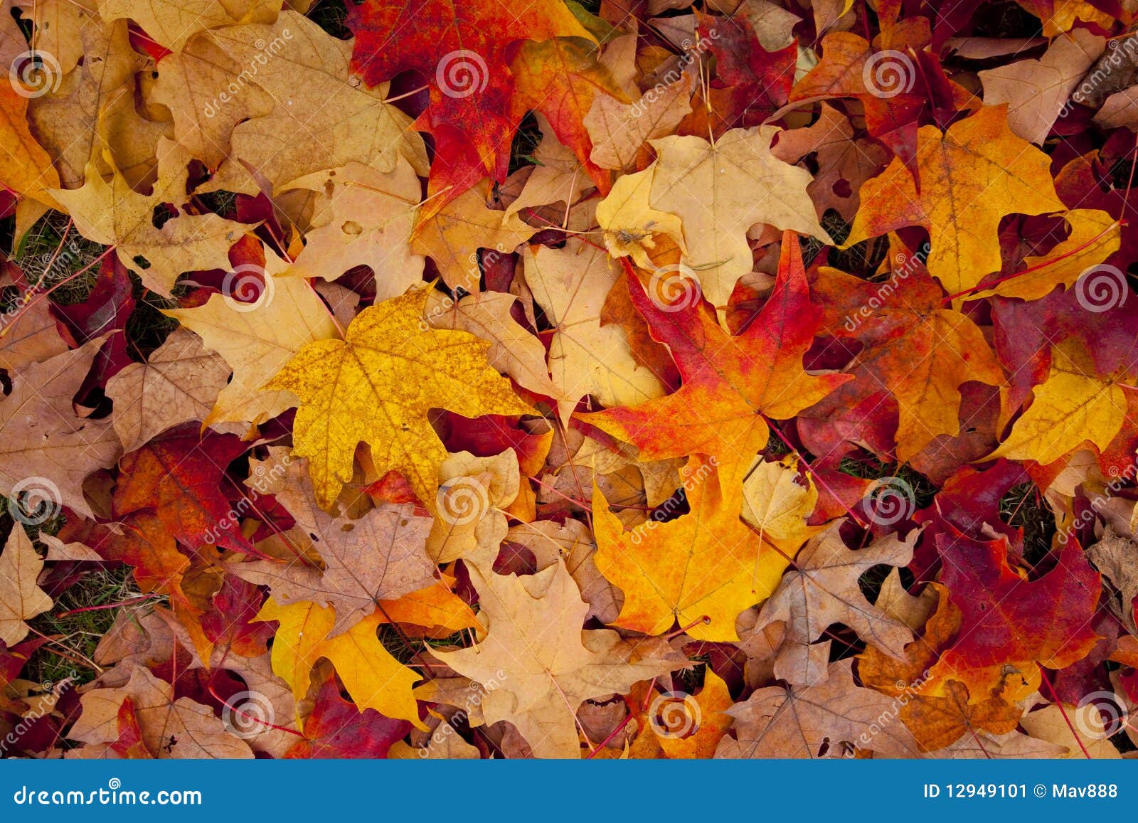 Folhas de outono imagem de stock. Imagem de outubro, nave - 12949101