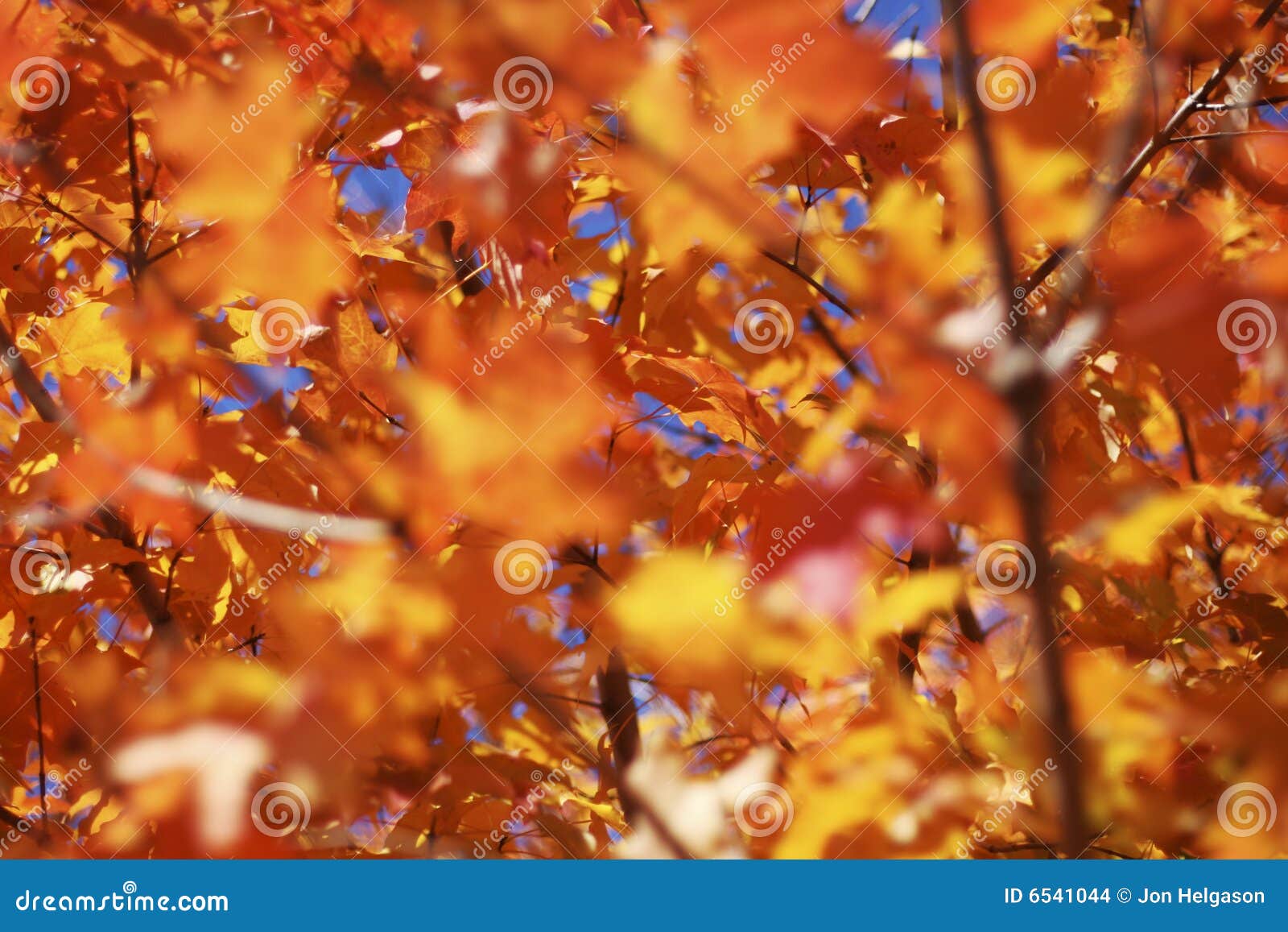 Folhas De Outono Imagem. Imagem: 6541044