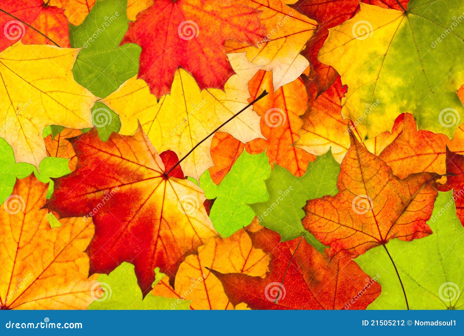 Folhas de outono coloridas foto de stock. Imagem de alaranjado - 21505212