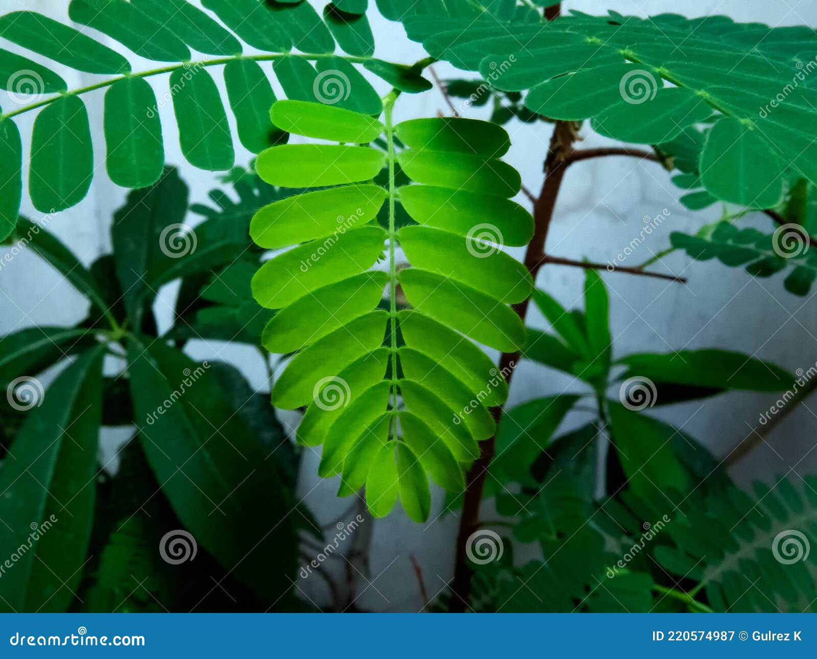 Folhas De Plantas De Samarind Imagem de Stock - Imagem de nave, beleza ...
