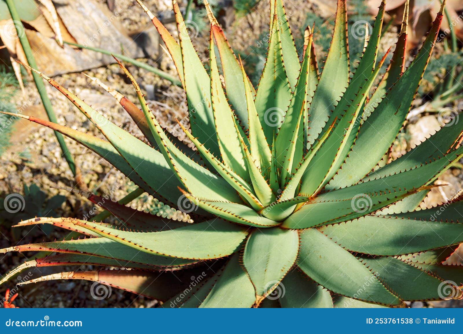 Folhas De Uma Grande Planta Agave Fechada Foto de Stock - Imagem de ...