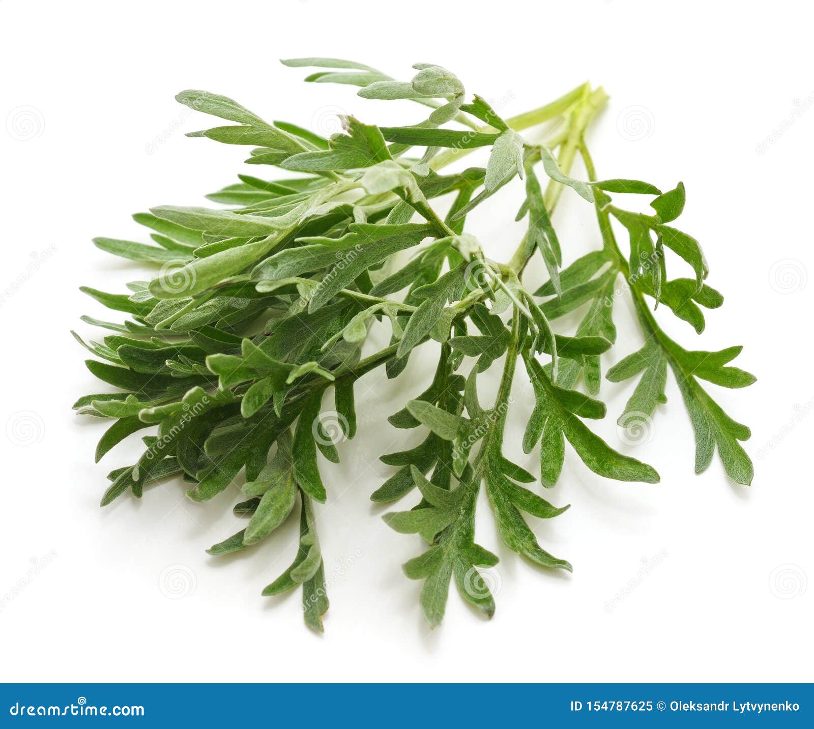 Folhas do absinto imagem de stock. Imagem de ambiente - 154787625