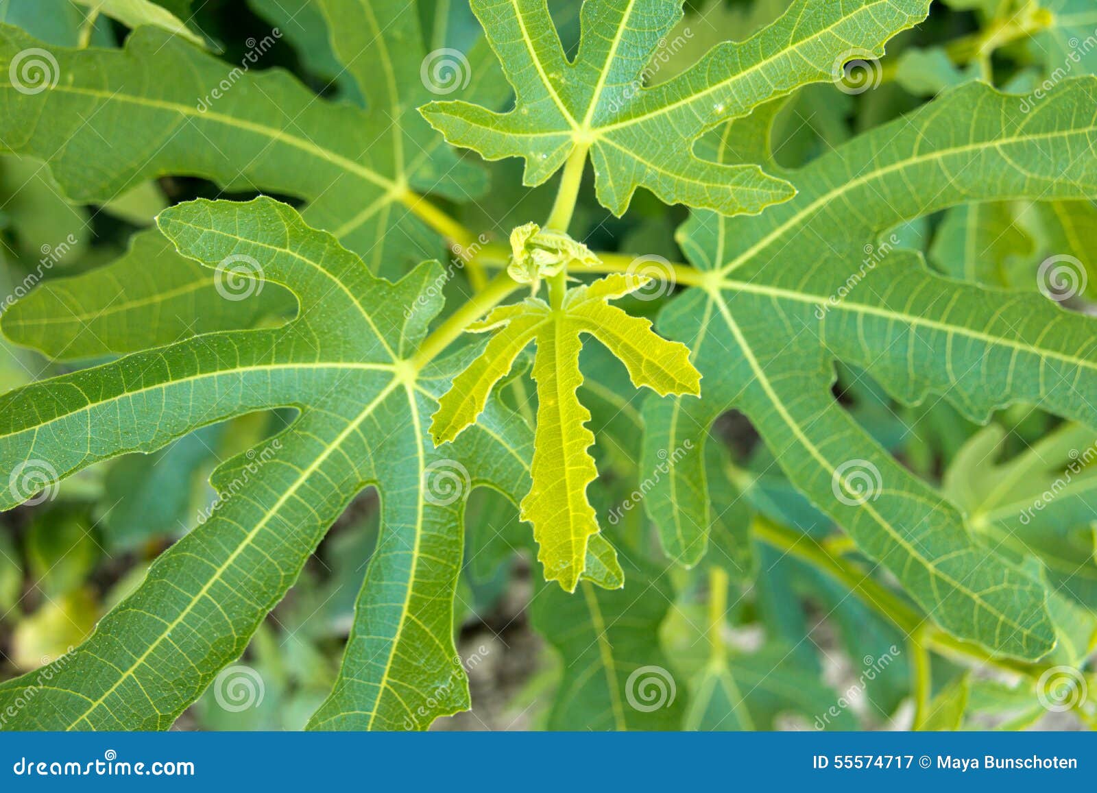 Folhas do figo imagem de stock. Imagem de folhas, planta - 55574717