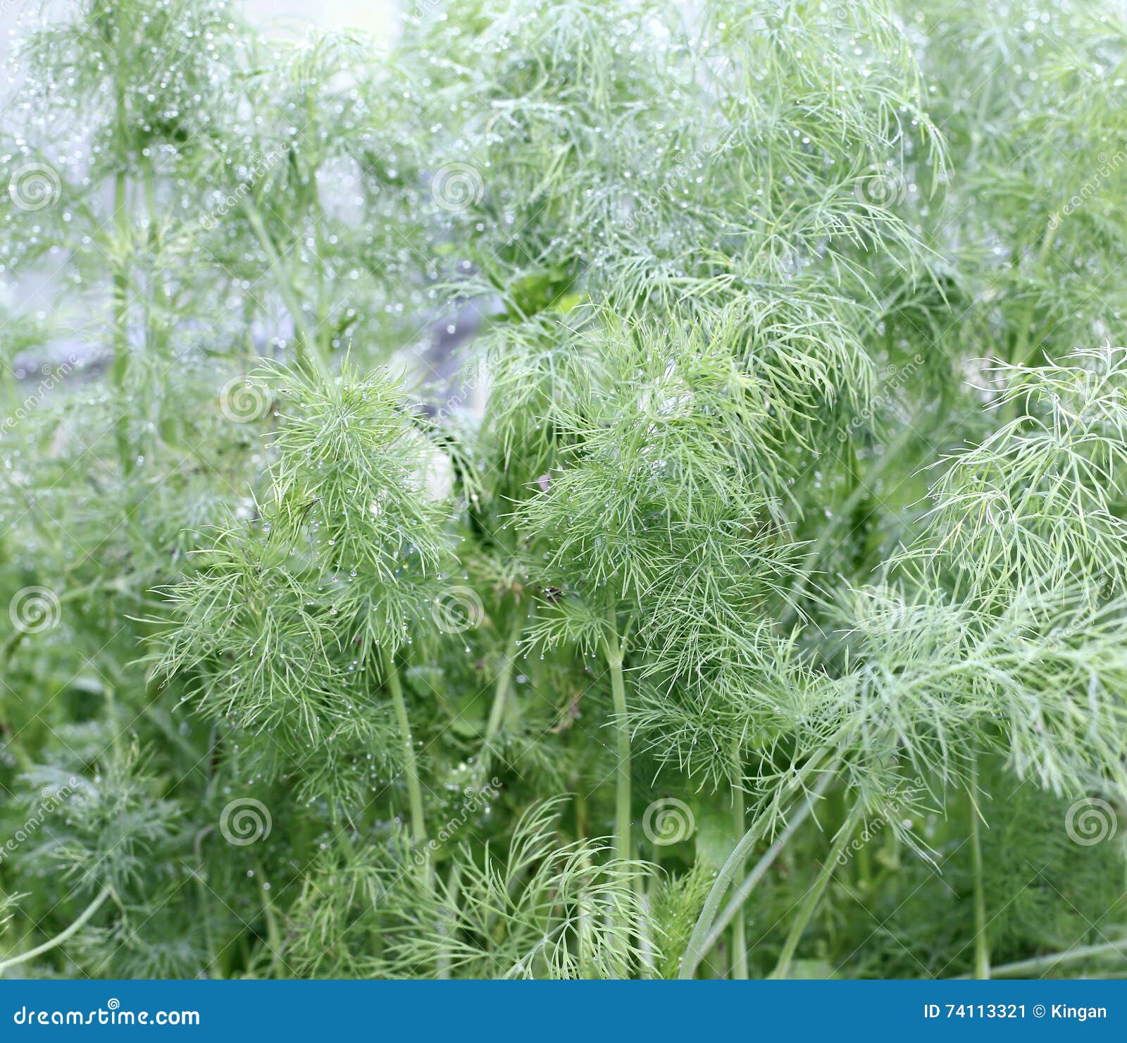 Folhas Do Verde De Plantas Da Erva-doce Na Estufa Imagem de Stock ...