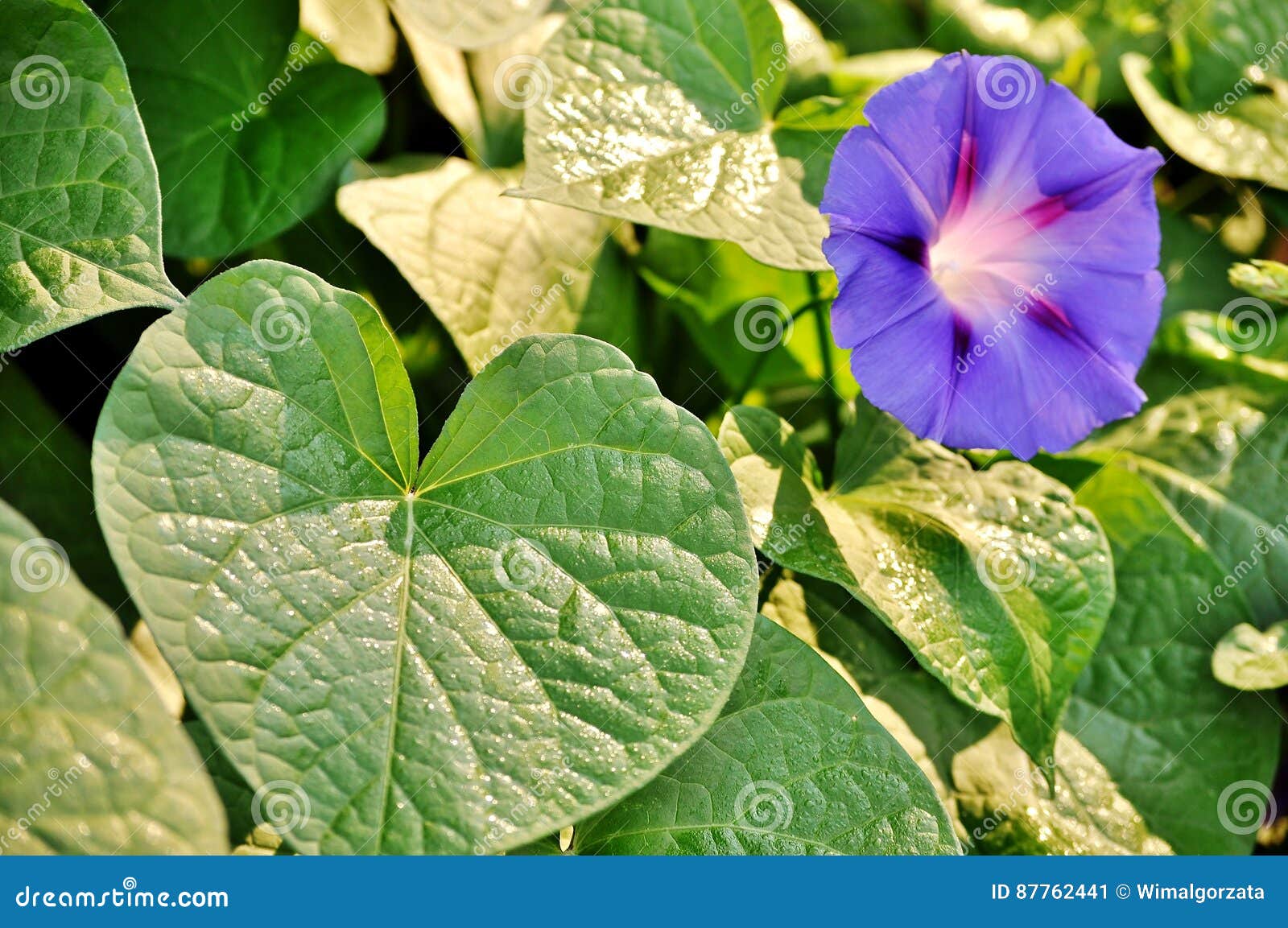 Folhas Do Verde E Corriola, Flor Aberta Do Purpurea Do Ipomea Imagem de ...