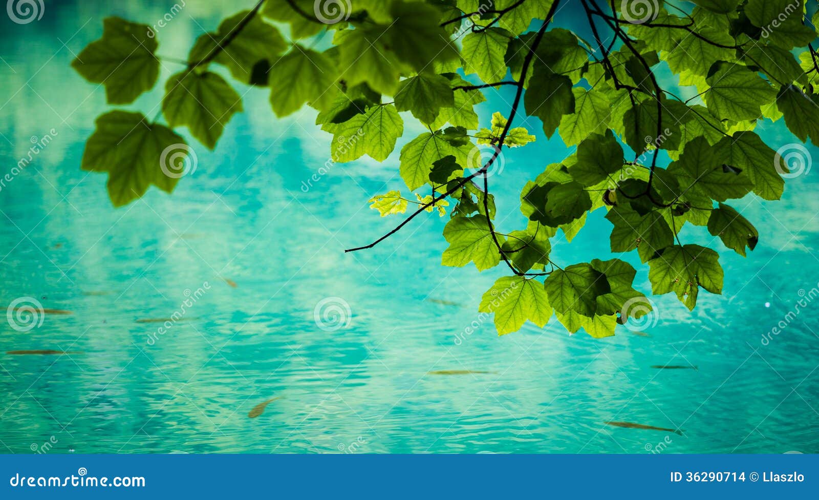 Folhas Do Verde E Lago De Turquesa Foto de Stock - Imagem de folhagem ...