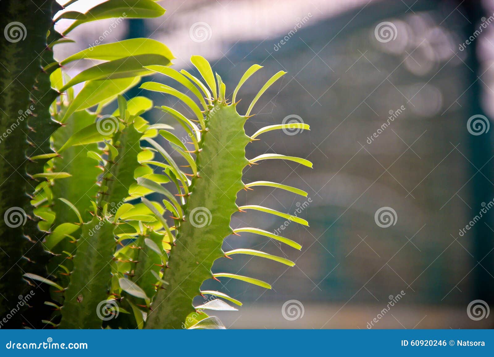 Folhas Do Verde Em Um Cacto Foto de Stock - Imagem de botânica, chuva ...
