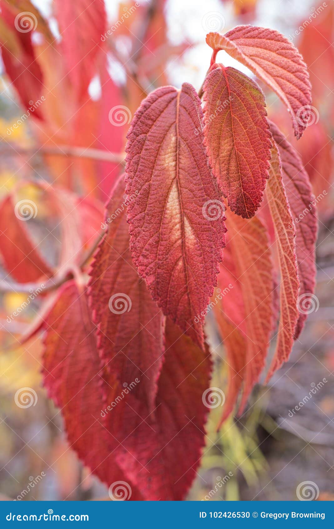 Folhas Do Vermelho Carmesim Foto de Stock - Imagem de borda, vermelho ...