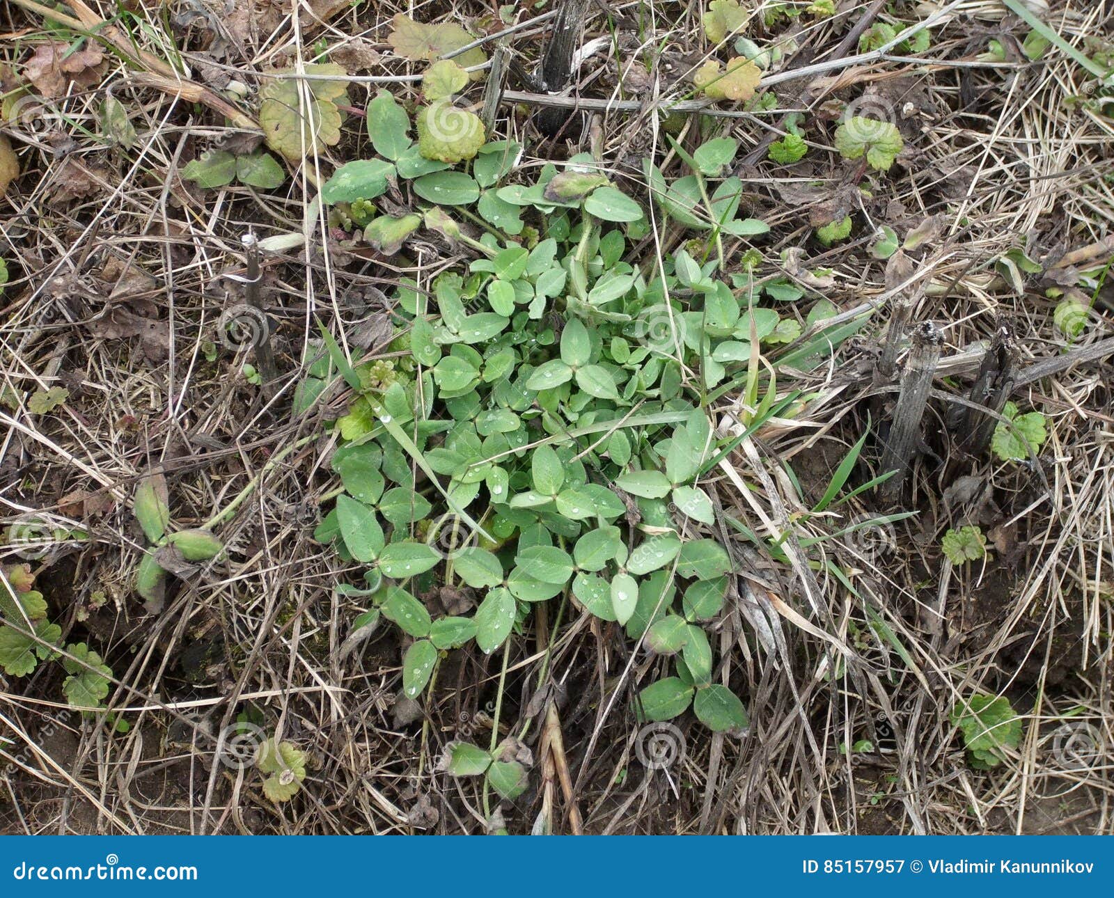 Folhas e orvalho do trevo imagem de stock. Imagem de erva - 85157957