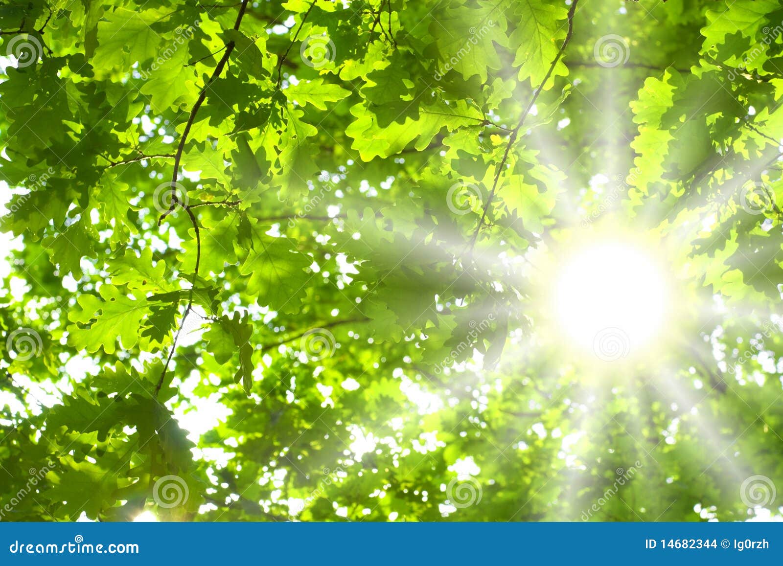 Folhas e sol do verde foto de stock. Imagem de botânica - 14682344