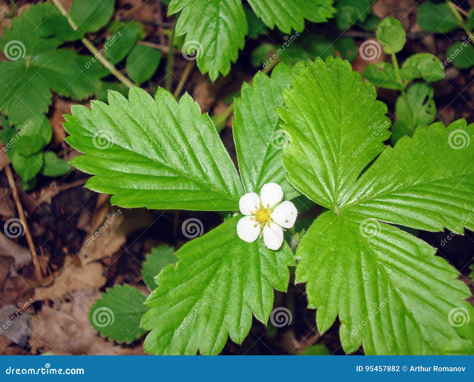 Folhas E Uma Flor Branca Dos Morangos Silvestres Foto de Stock - Imagem ...