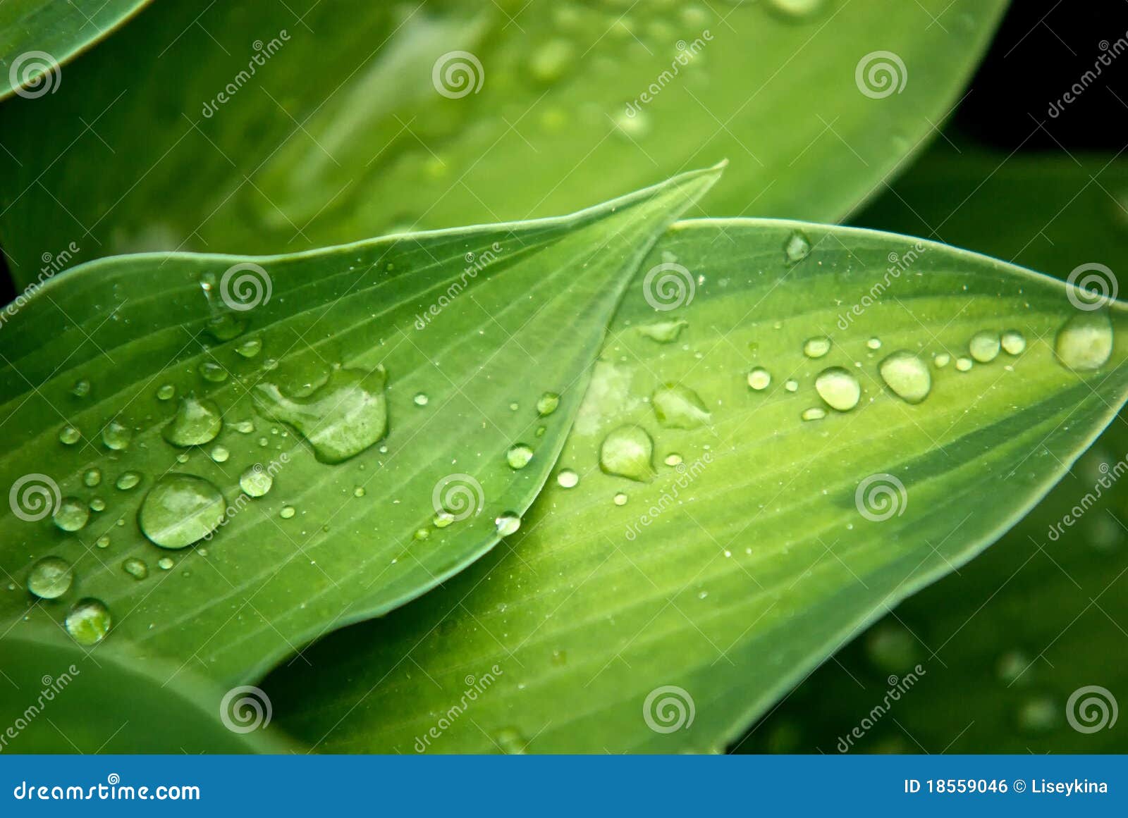 Folhas em um orvalho foto de stock. Imagem de folha, crescimento - 18559046