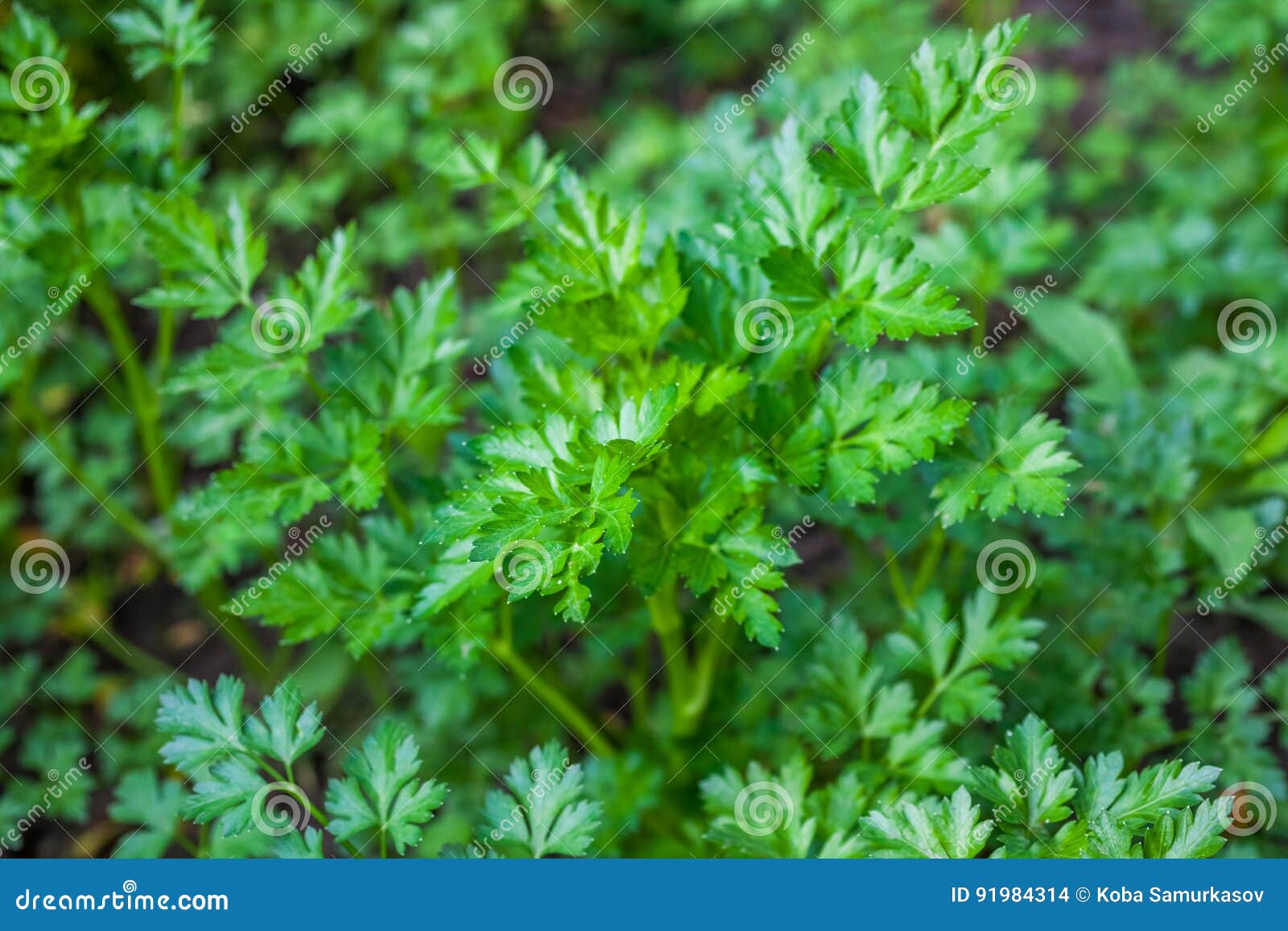 Folhas Frescas Da Salsa Nova, Vegetal Verde Foto de Stock - Imagem de ...