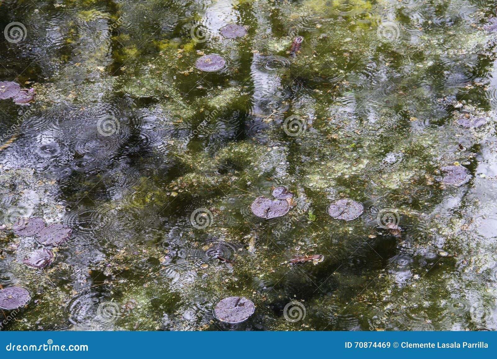 Folhas Que Flutuam No Lago Na Chuva Imagem de Stock - Imagem de fundo ...
