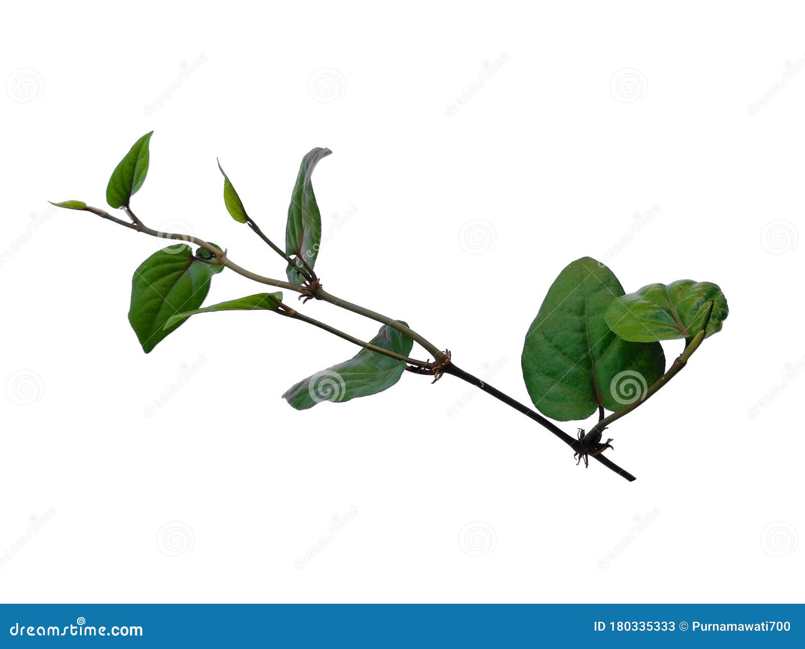 Folhas Retrofractum Ou Folha De Pimenta-de-java Em Fundo Branco. Imagem ...