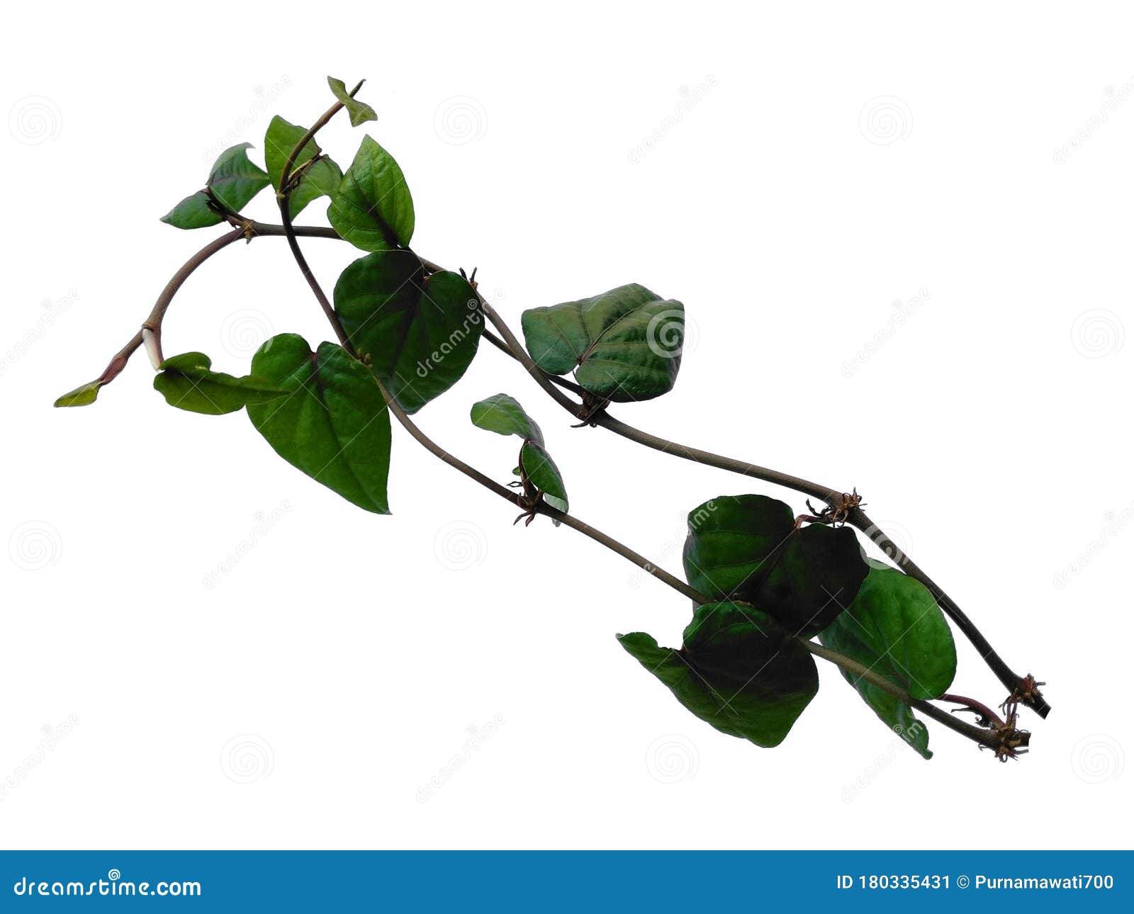 Folhas Retrofractum Ou Folha De Pimenta-de-java Em Fundo Branco. Imagem ...