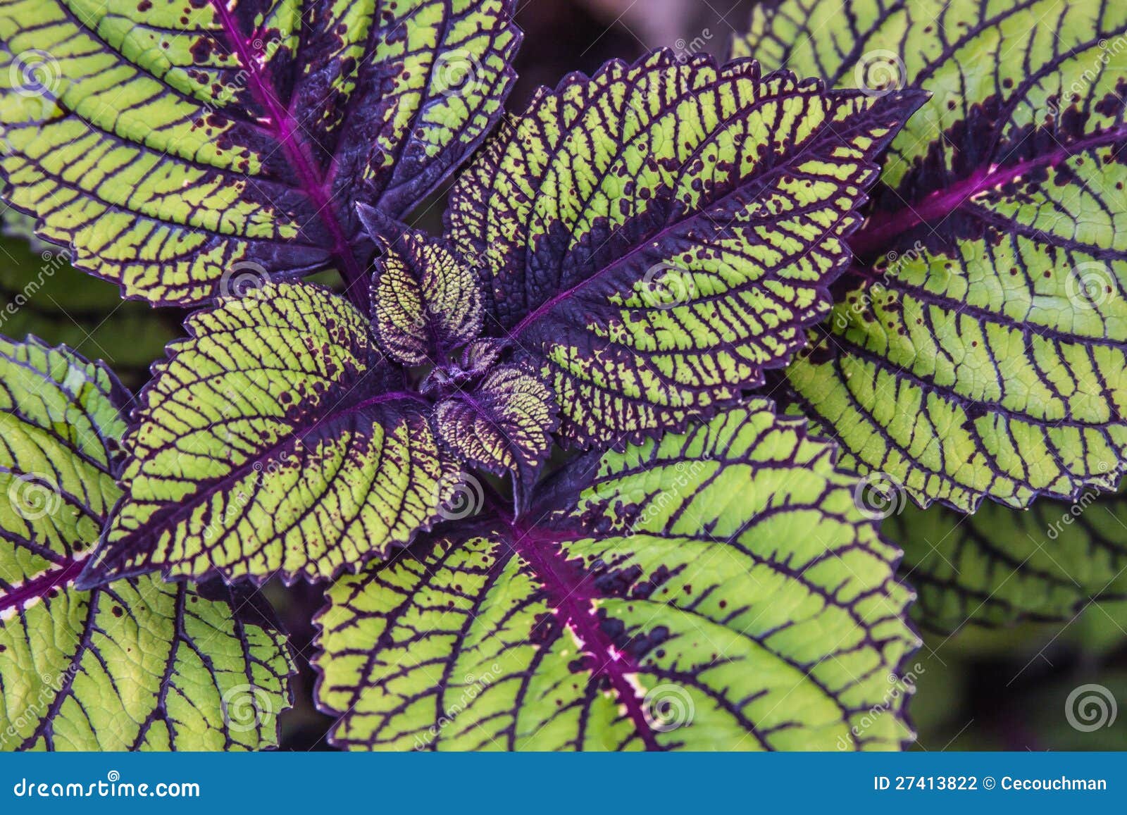 Folhas Variegated Do Coleus Foto de Stock - Imagem de planta, ninguém ...