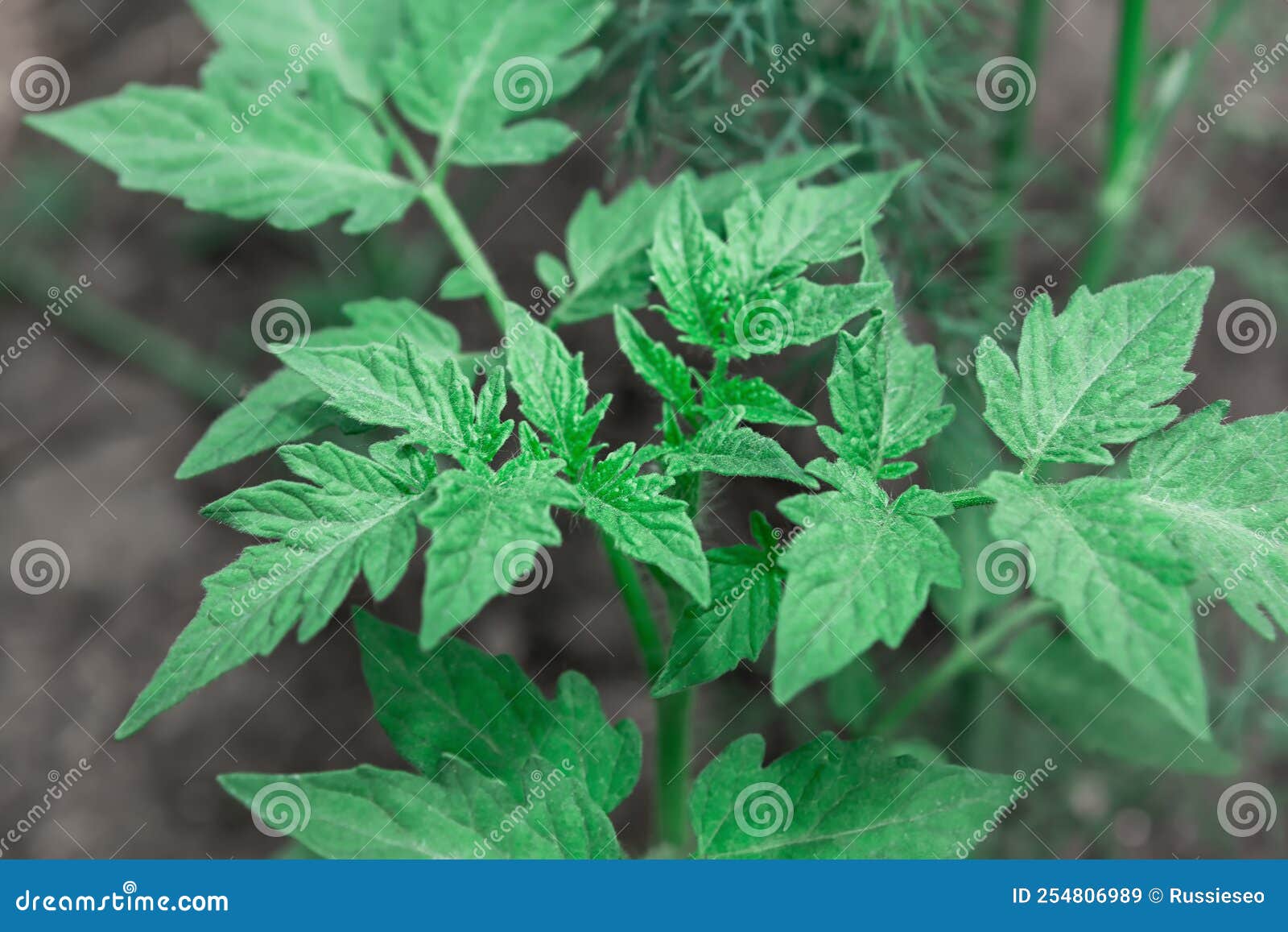 Folhas verdes de tomateiro imagem de stock. Imagem de vegetal - 254806989