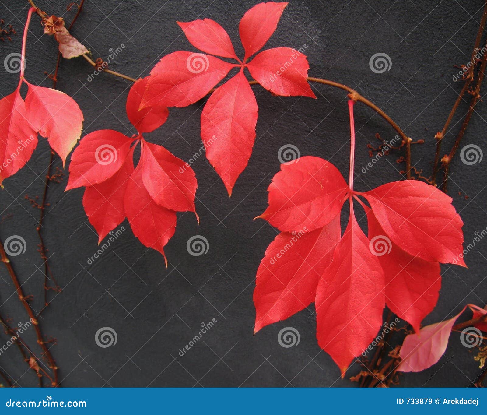 Folhas Vermelhas Da Hera De Boston Imagem de Stock - Imagem de colorido ...