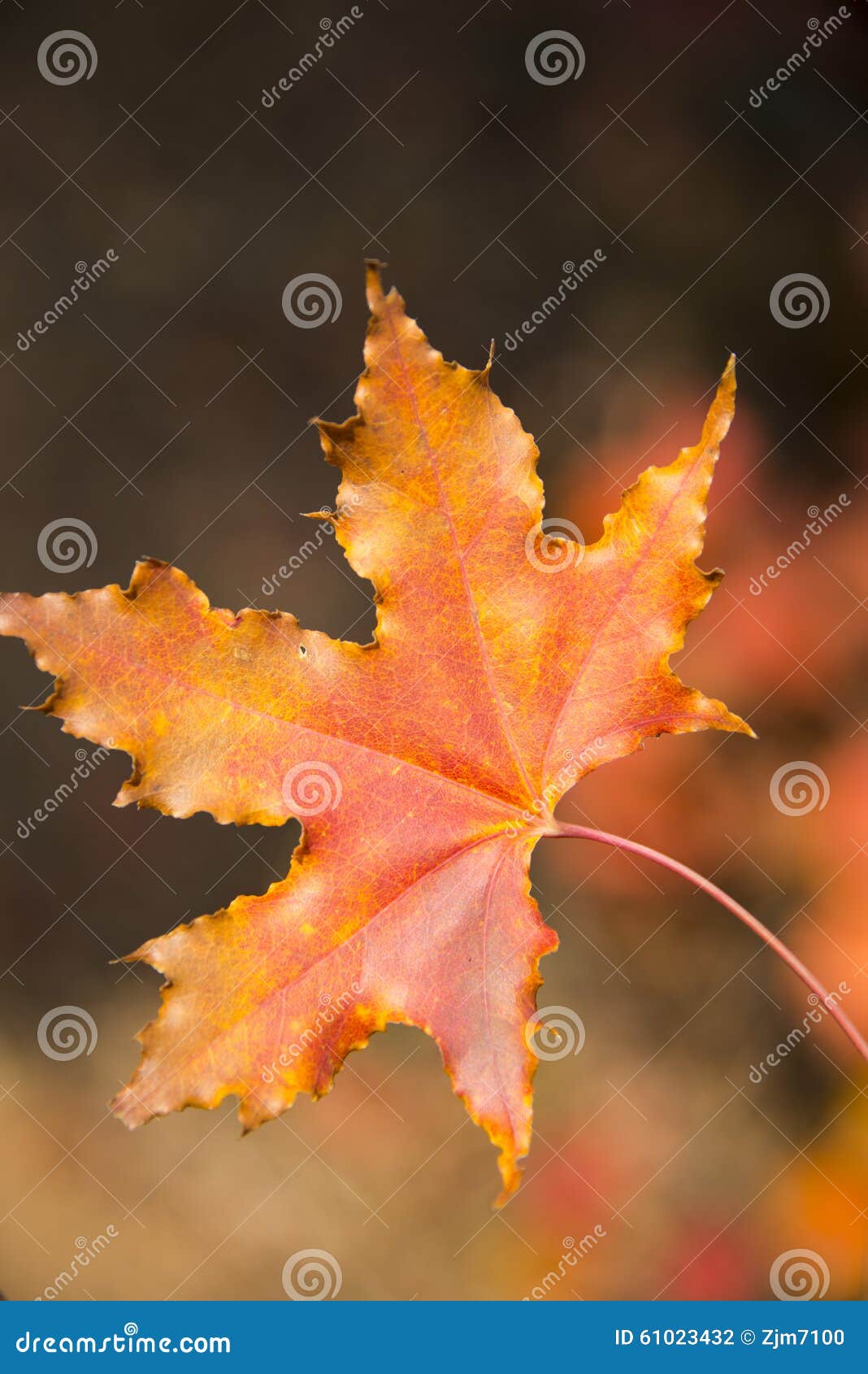 Folhas Vermelhas Do Outono, a Folha De Bordo Foto de Stock - Imagem de ...