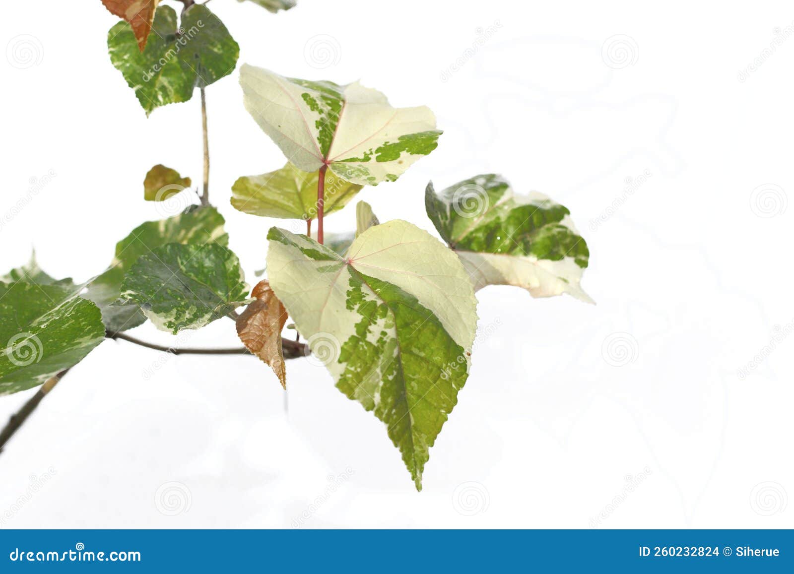 Folhas waru isoladas foto de stock. Imagem de planta - 260232824