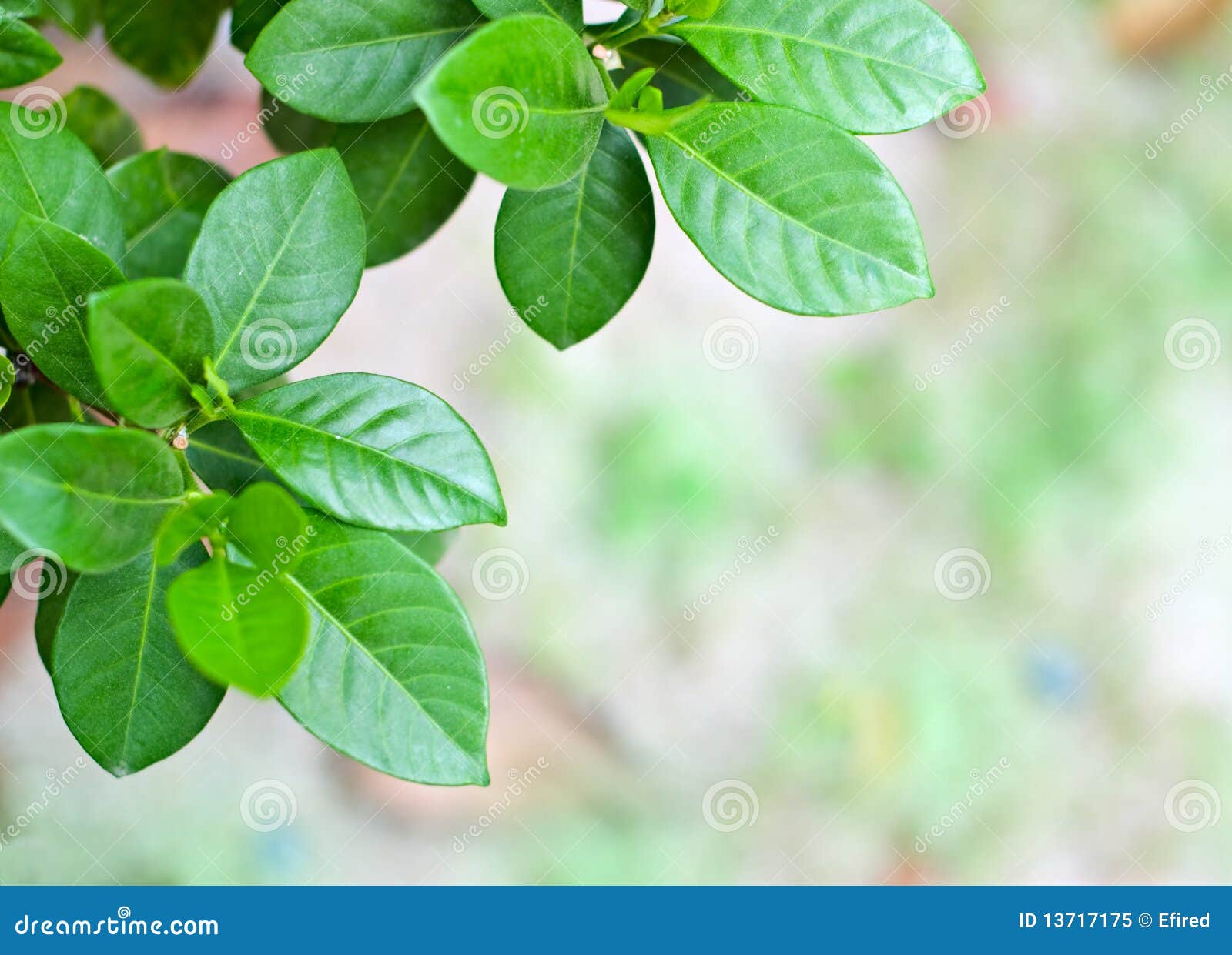 Foliage stock image. Image of leaf, conservation, floral - 13717175