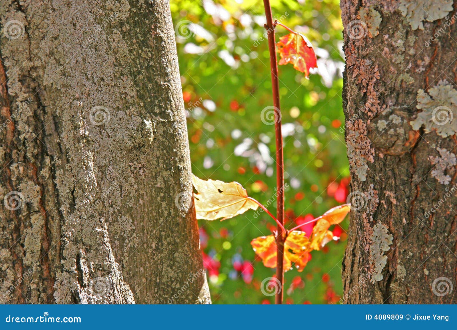 Foliage stock image. Image of nature, foliage, landscape - 4089809